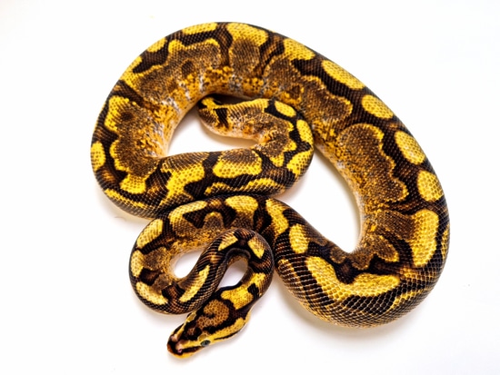 Super Asphalt Stinger Bee Ball Python by Cold Blooded Arts