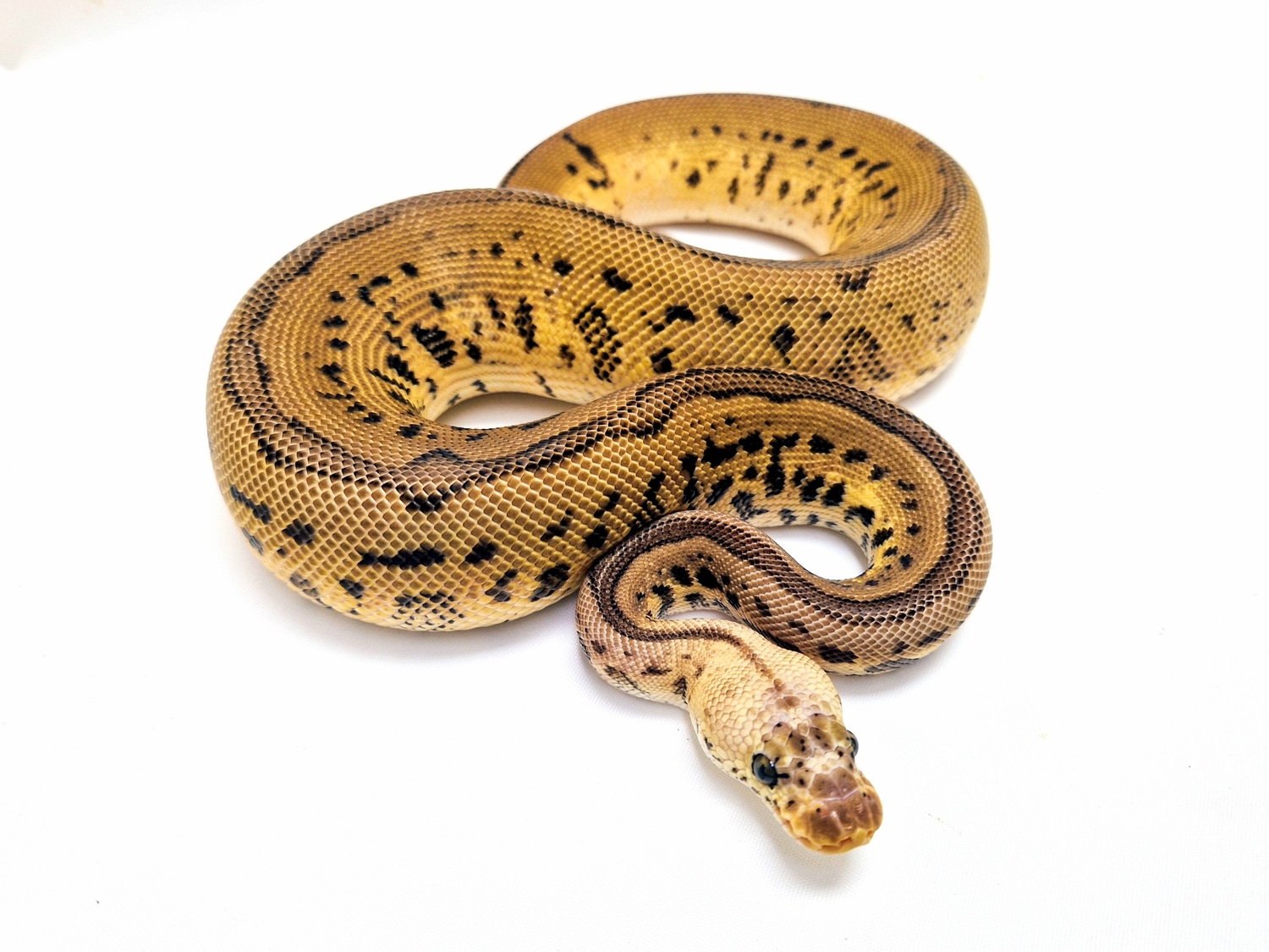 Super Pastel Batman Ball Python by Cold Blooded Arts - MorphMarket