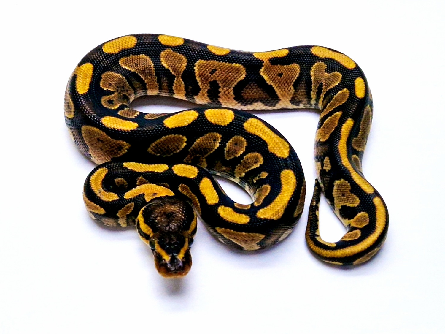 Phantom YB 100% Het Clown Ball Python by Cold Blooded Arts - MorphMarket