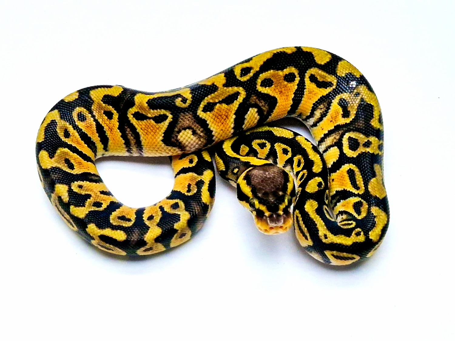 Pastel Pos Red Gene Double Het Clown Het Hypo Ball Python by Cold ...