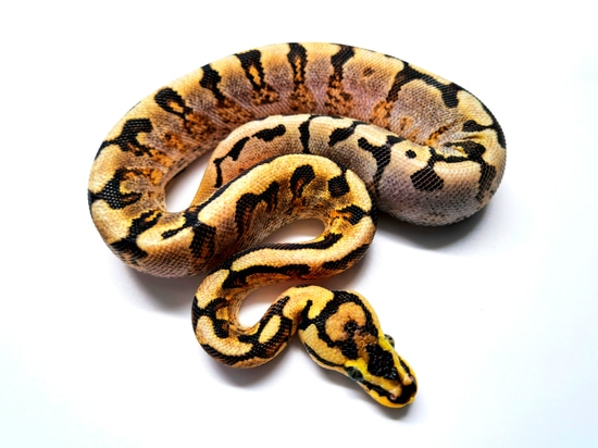 Super Asphalt Bee Ball Python by Cold Blooded Arts