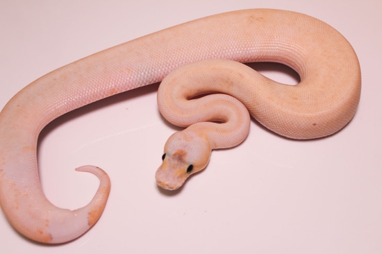 Super Pastel Cinnamon Champagne 100% Het Albino Ball Python by Cold Blooded Balls