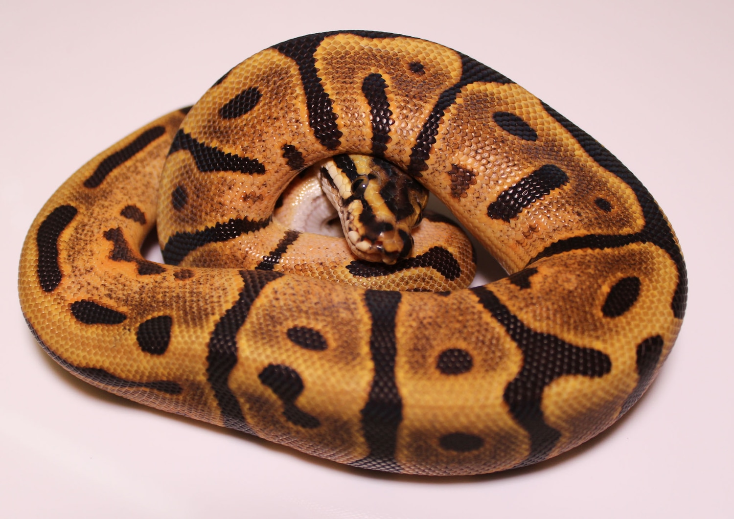 Enchi Spotnose Calico Poss Het Clown Ball Python by Cold Blooded Balls ...