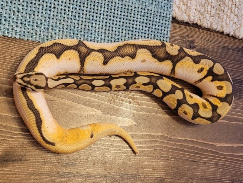 Mystic Spider Calico Orange Dream Ball Python by Cold Blooded Balls ...