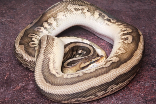 Firefly Leopard Mojave Possible Yellow Belly 66% Het Pied Ball Python by Cold Blooded Balls