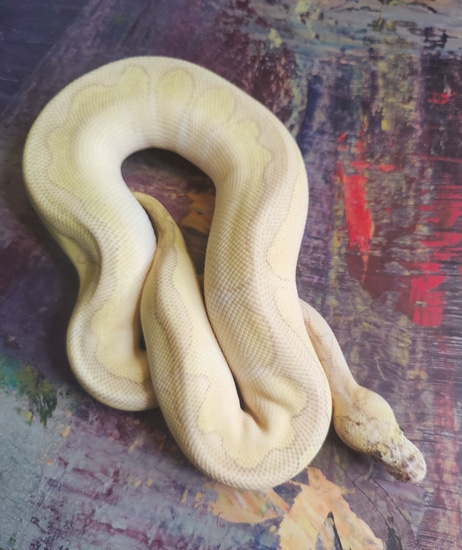 Enchi Lesser Pastel Clown Ball Python by Cold Blooded Balls
