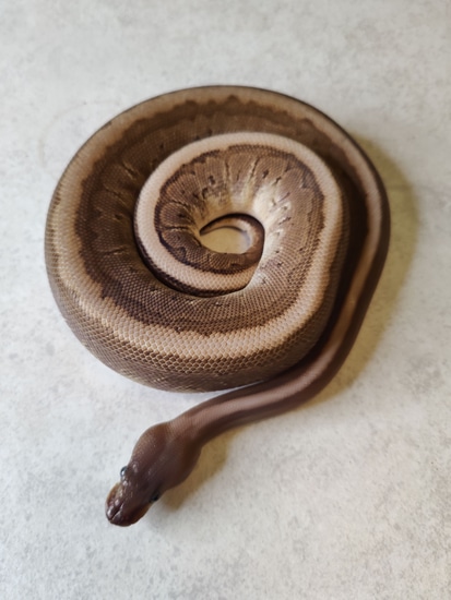 Cinnamon Pinstripe Mojave HGW Yellow Belly Ball Python by Cold Blooded ...
