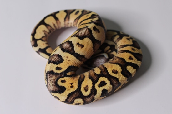 Pastel Vanilla Yellow Belly Or Specter Ball Python by Cold Blooded Balls