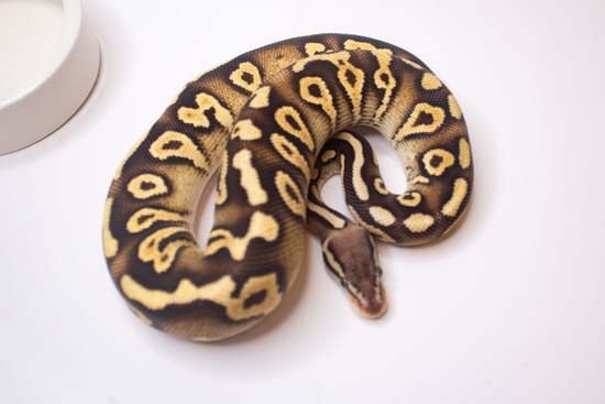 Pastel Phantom Sable Probable Yellowbelly Pos Fader Ball Python by Cold ...