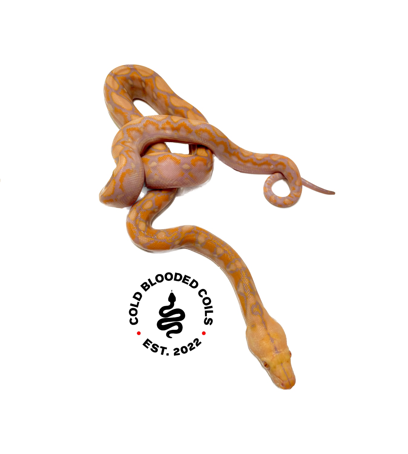 Dwarf Lavender Pos Phantom Reticulated Python by Cold Blooded Coils ...