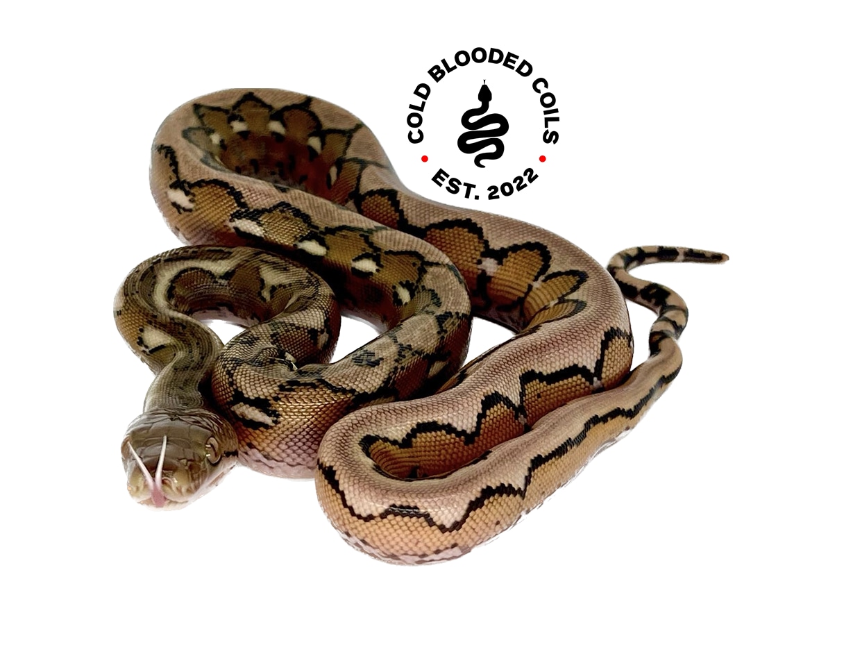 Phantom Platinum Het Albino (Purple Phase) Het Albino Dwarf Reticulated ...