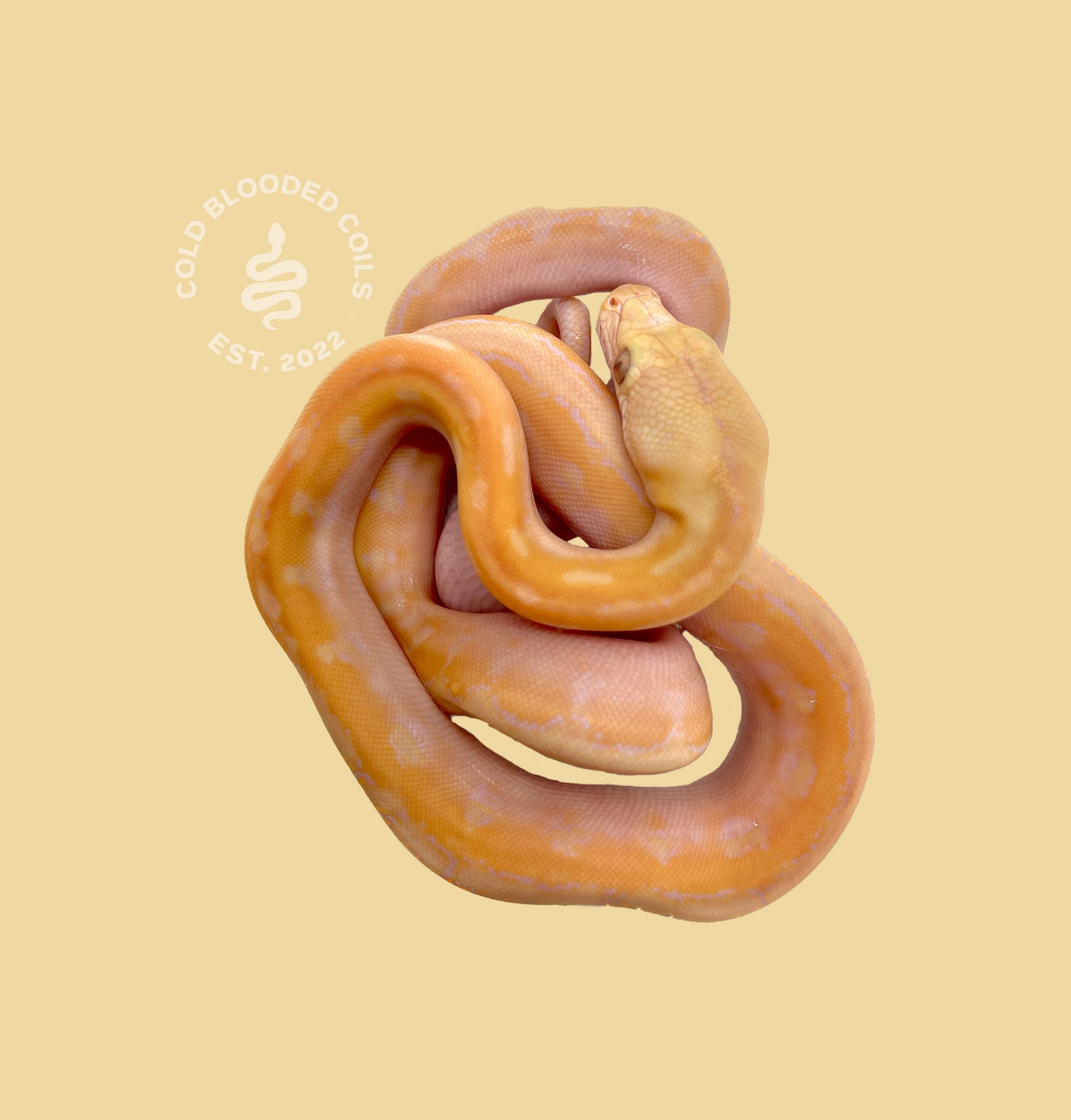 Platinum Phantom Albino 50% Dwarf Pos Tiger Reticulated Python by Cold ...