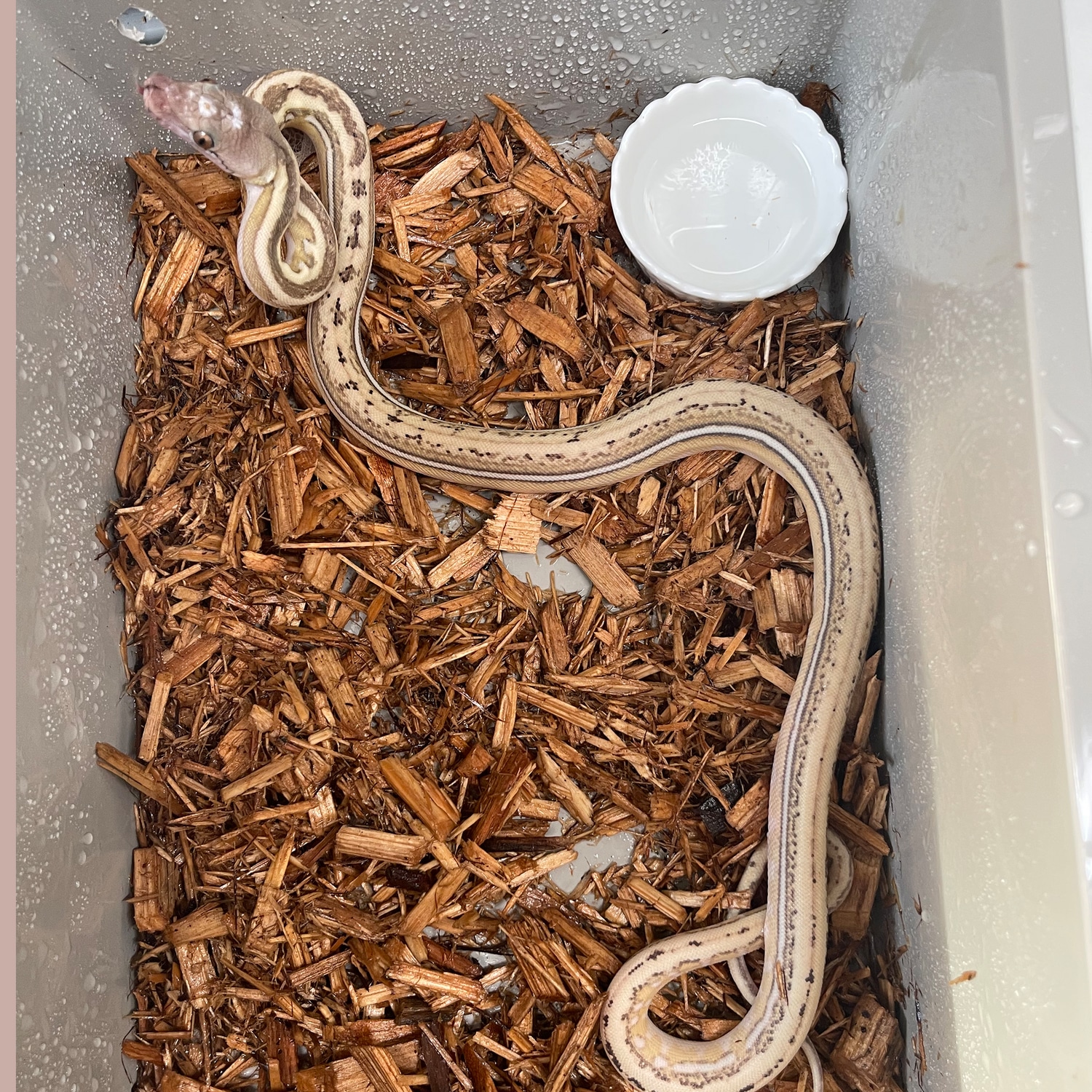 Dwarf Platinum Phantom Tiger Het Albino Reticulated Python by Cold ...