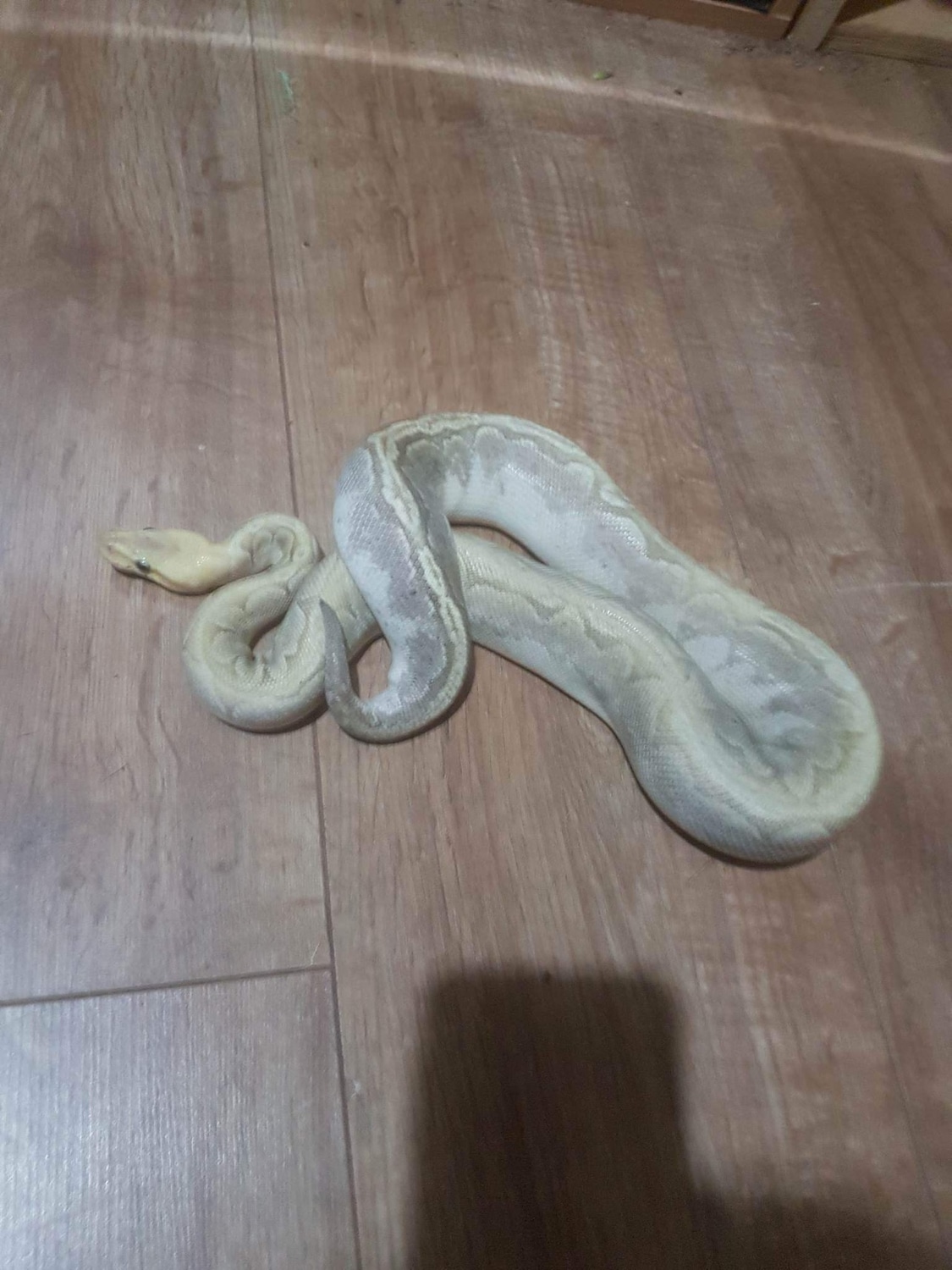 GHI Pastel Butter Ball Python by Cold Blooded Courts - MorphMarket