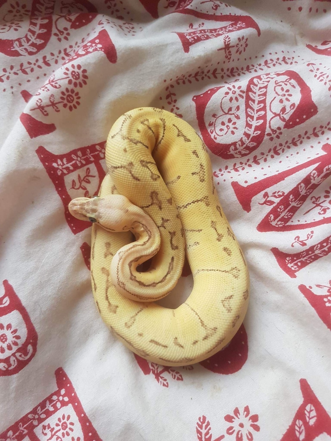 Fire Pastel Pinstripe Enchi Ball Python by Cold Blooded Courts ...