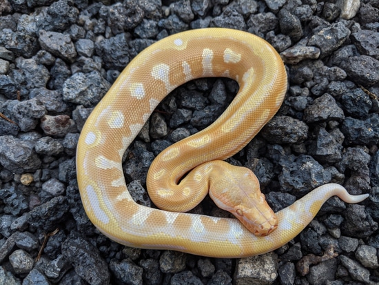 CBE Stripe T- Albino Blood Python by Cold-Blooded Earth