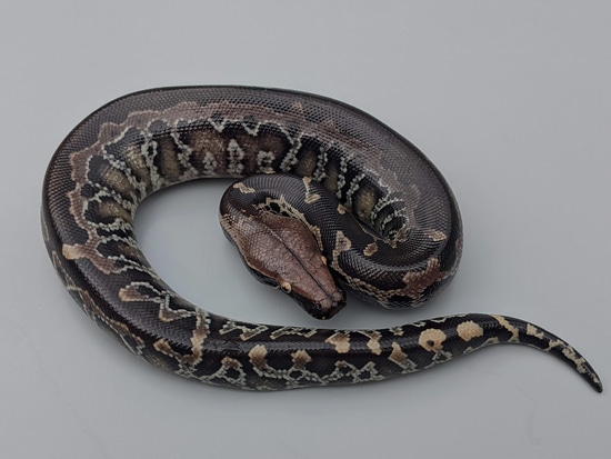 Sumatran Sumatran Short-Tailed Python by Cold-Blooded Earth