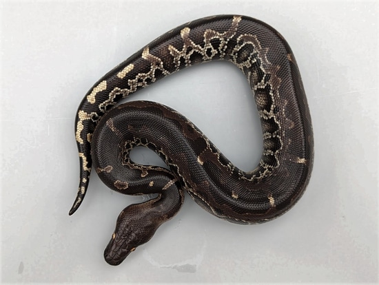 2022 Female Sumatran Short-Tailed Python by Cold-Blooded Earth