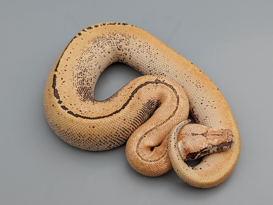 Fallout 100% Het T+ Albino Blood Python by Cold-Blooded Earth