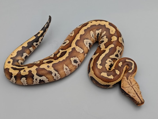 Pollen 66% Het T+ Albino Blood Python by Cold-Blooded Earth