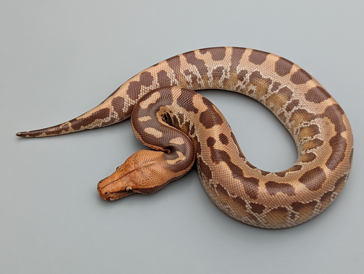 2022 Female Caramel Albino Sumatran Short-tailed Python by Cold-Blooded ...
