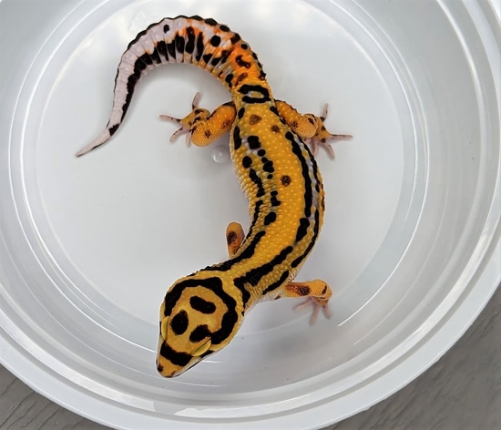 Bold Stripe Tangerine Bandit 100% Het Tremper Leopard Gecko by Cold ...