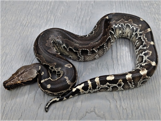 2022 Female Sumatran Short-Tailed Python by Cold-Blooded Earth