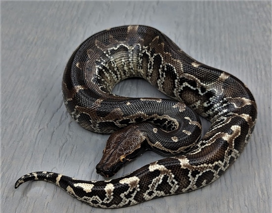 Sumatran Sumatran Short-Tailed Python by Cold-Blooded Earth