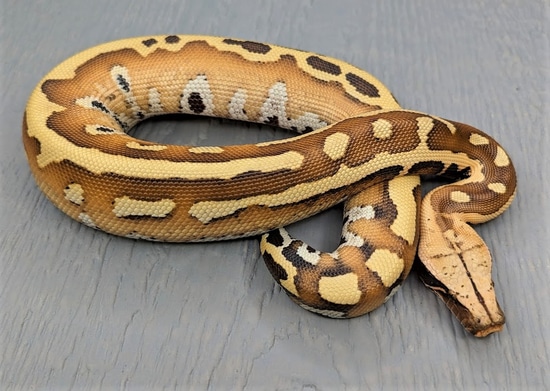 Genetic Stripe 100% Het T+ Albino Blood Python by Cold-Blooded Earth