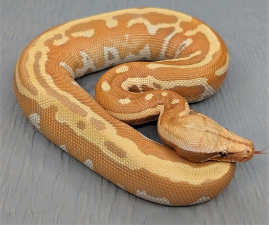 T+ Albino VPI Stripe Blood Python by Cold-Blooded Earth