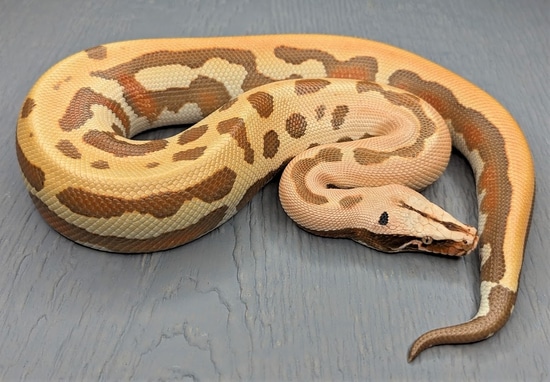 T+ Albino Golden Eye Blood Python by Cold-Blooded Earth