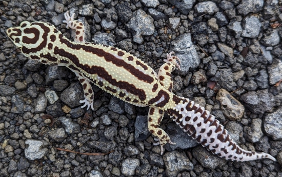 Bold Stripe NKH Leopard Gecko by Cold-Blooded Earth
