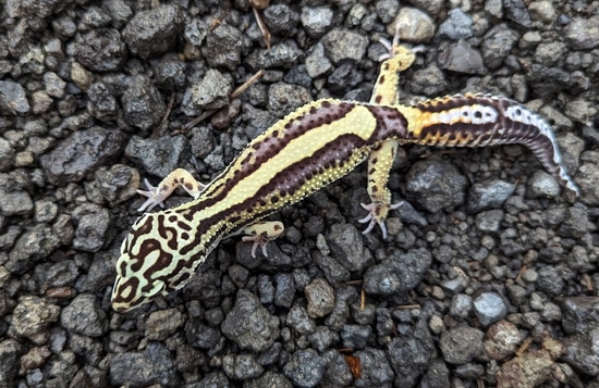 Extreme Bold NKH. Leopard Gecko by Cold-Blooded Earth