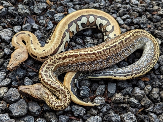1.1 T+ Albino Pixel Pied Makers Blood Python by Cold-Blooded Earth