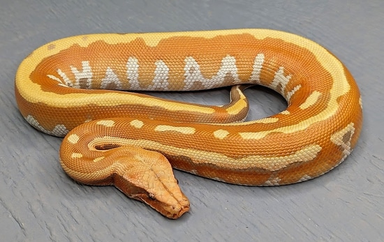 Sunglow Blood Python by Cold-Blooded Earth