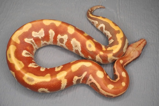 T+ Albino Blood Python by Cold-Blooded Earth