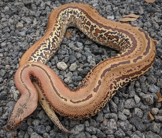 Adult Male Pixel Blood Python by Cold-Blooded Earth