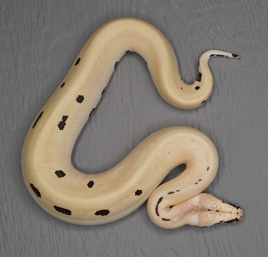 Magpie 100% Het T+ Albino Blood Python by Cold-Blooded Earth