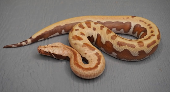 T+ Albino Golden Eye Blood Python by Cold-Blooded Earth