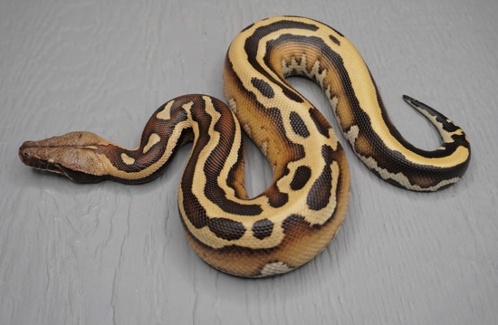 Level 2 Slackline Blood Python by Cold-Blooded Earth