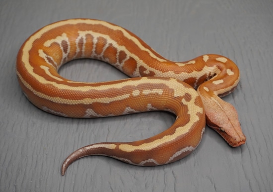 T+ Albino VPI Stripe Matrix Blood Python by Cold-Blooded Earth