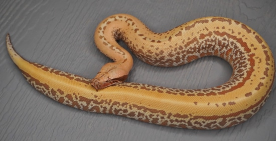 T+ Albino Pixel. New Pictures Blood Python by Cold-Blooded Earth