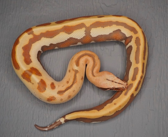 T+ Albino Golden Eye. New Pictures Blood Python by Cold-Blooded Earth