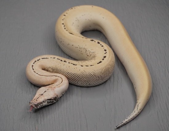 Fallout (Golden Eye, Ivory, Batik) Het T+ Albino. New Pictures Blood ...