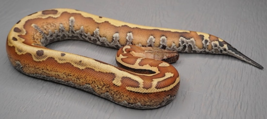 CBE Stripe 100% Het T- Albino. New Pictures Blood Python by Cold ...