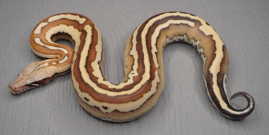 Matrix 100% Het Lavender T- Albino. New Pictures Blood Python by Cold ...