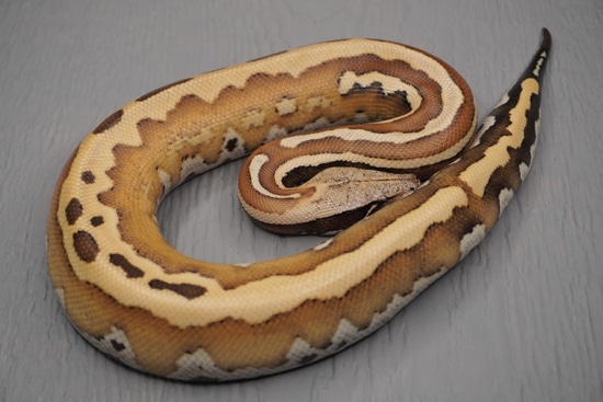 Genetic Stripe 100% Het Lavender T- Albino Blood Python by Cold-Blooded ...