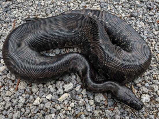 Proven Breeder Female Sumatran Short-Tailed Python by Cold-Blooded Earth