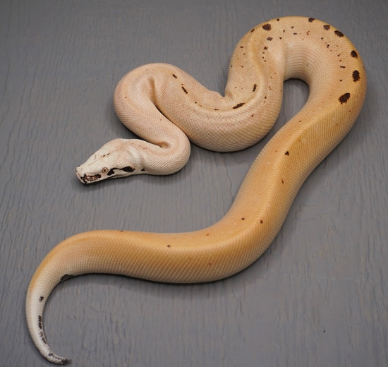 Sunder Magpie Matrix 100% Het T+ Albino Blood Python by Cold-Blooded Earth
