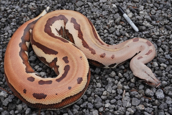 VPI Stripe Golden Eye 100% Het T+ Albino. Proven Blood Python by Cold ...